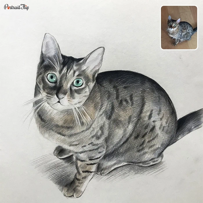 Photo to Custom Cat Portraits: Cat Paintings by PortraitFlip