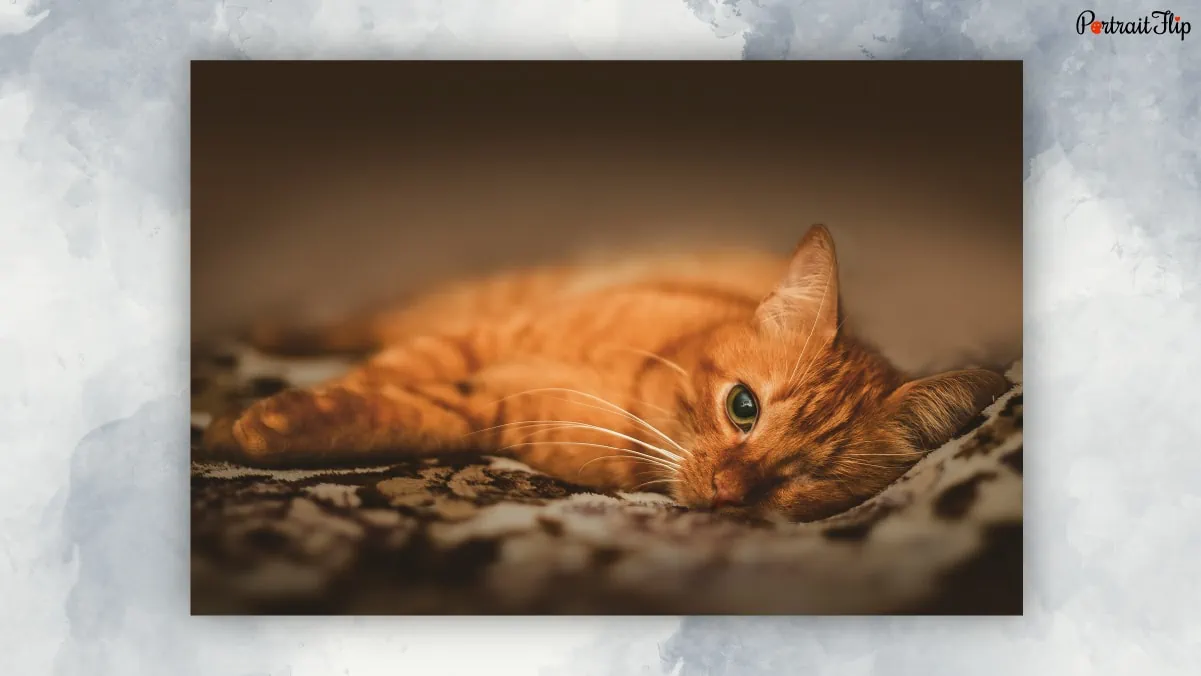 How to Heal from Pet Loss? (15 Ways That Will Help You Recover)