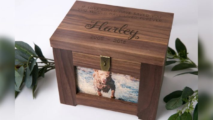 14 Veterinary Office Decor Ideas: Build A Great Work Environment!