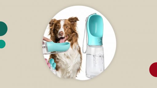 45 Best Dog Birthday Gifts to Spoil Your Precious Pup! (Updated)