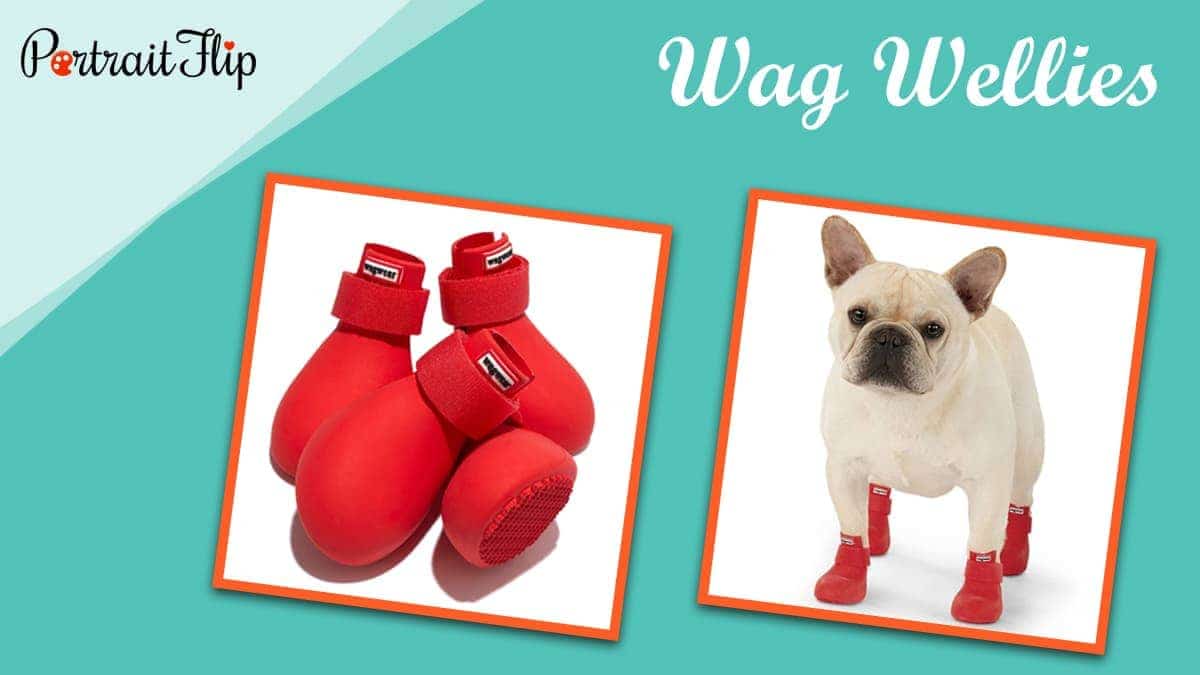 28 Dog Birthday Gift Ideas You Don’t Know About | PortraitFlip